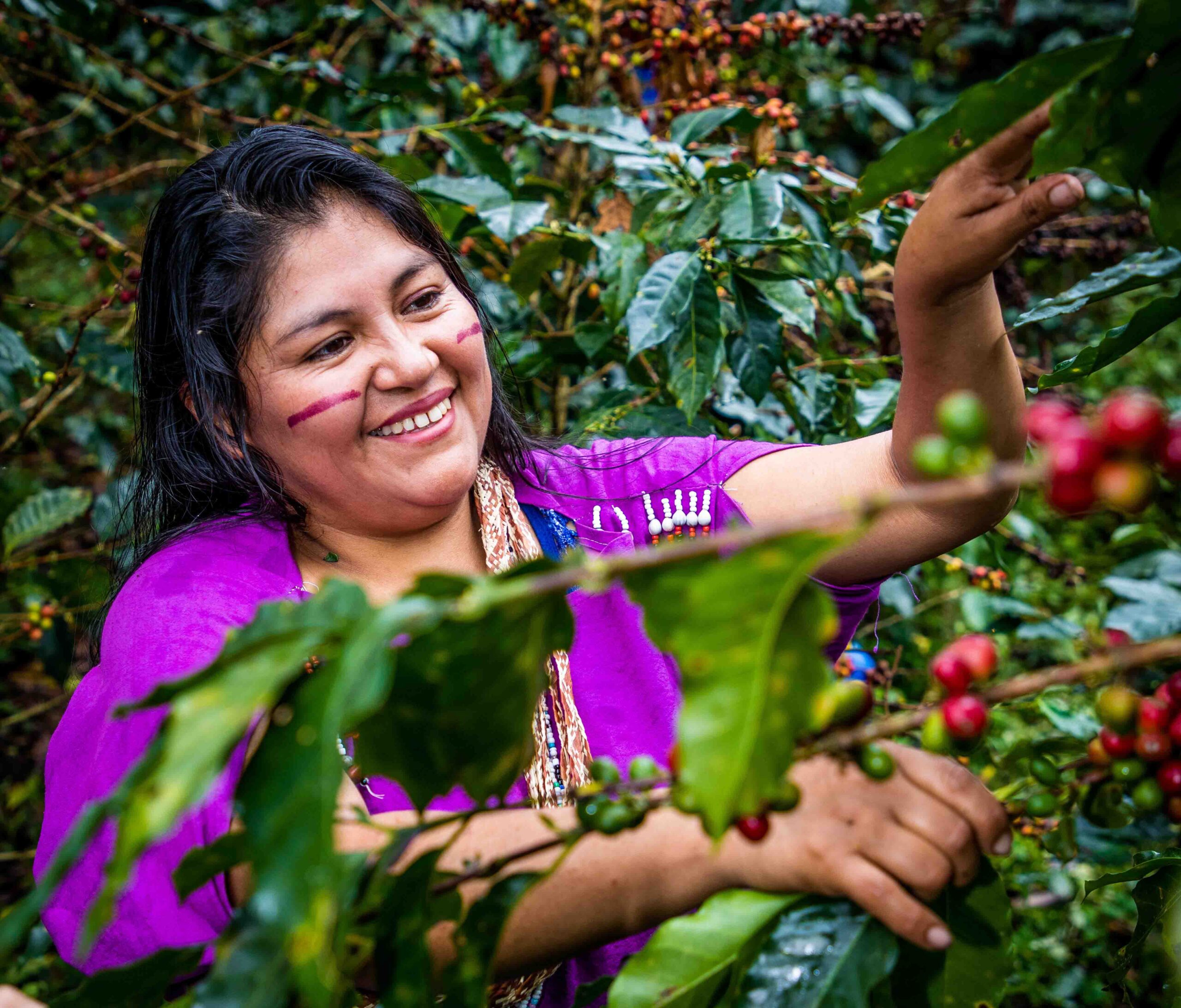 Impact factsheet 2024 - Koffiebranderij Peeze